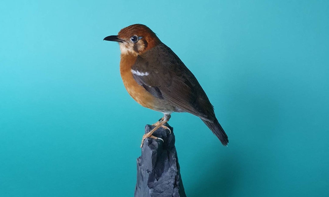 Bird Taxidermy Trush - Orange Headed Trush - Stuffed Bird - Taxidermy ...