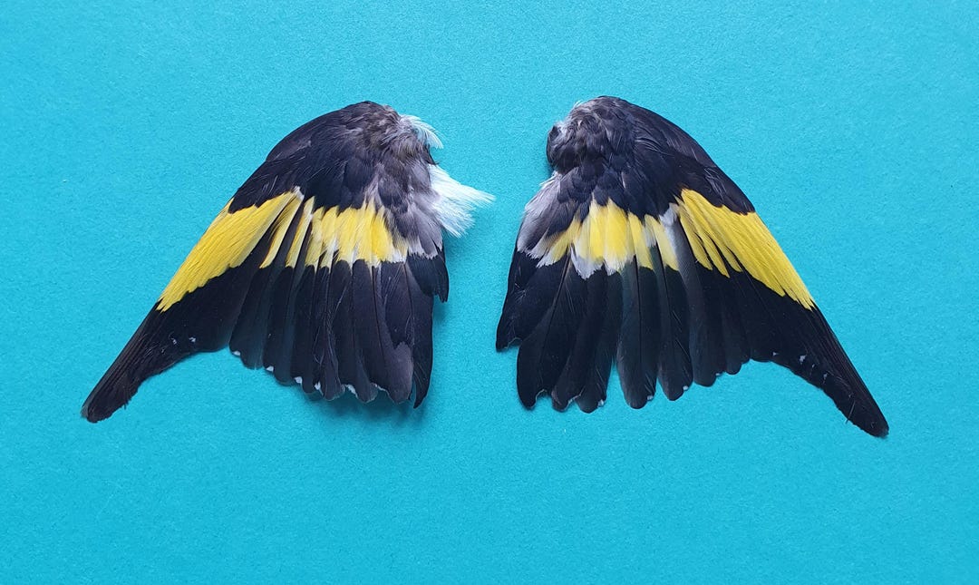 Bird Feathers Wings Goldfinch Taxidermy Stuffed Bird - Etsy
