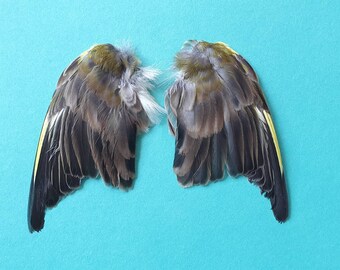 Real Bird Wings - Etsy