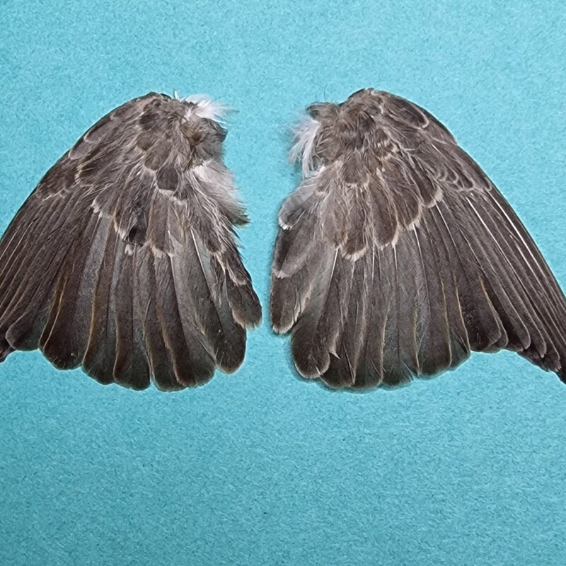 Bird Wings - Etsy