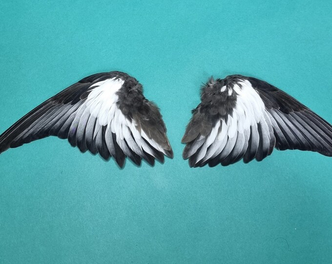 Bird Feathers Wings Cockatiel Parrot Black White Parakeet Wing 2 ...