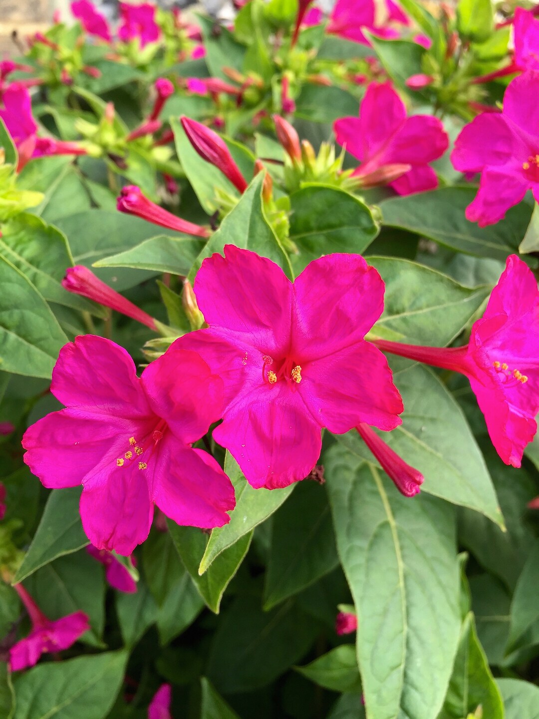 15 Pink Mirabilis Jalapa marvel of Peru Seeds - Etsy
