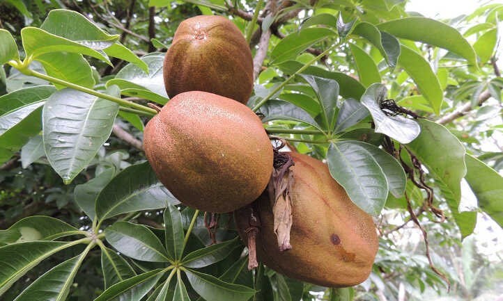 Money Tree Seeds - Etsy