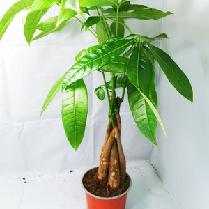 Money Tree Seeds - Etsy
