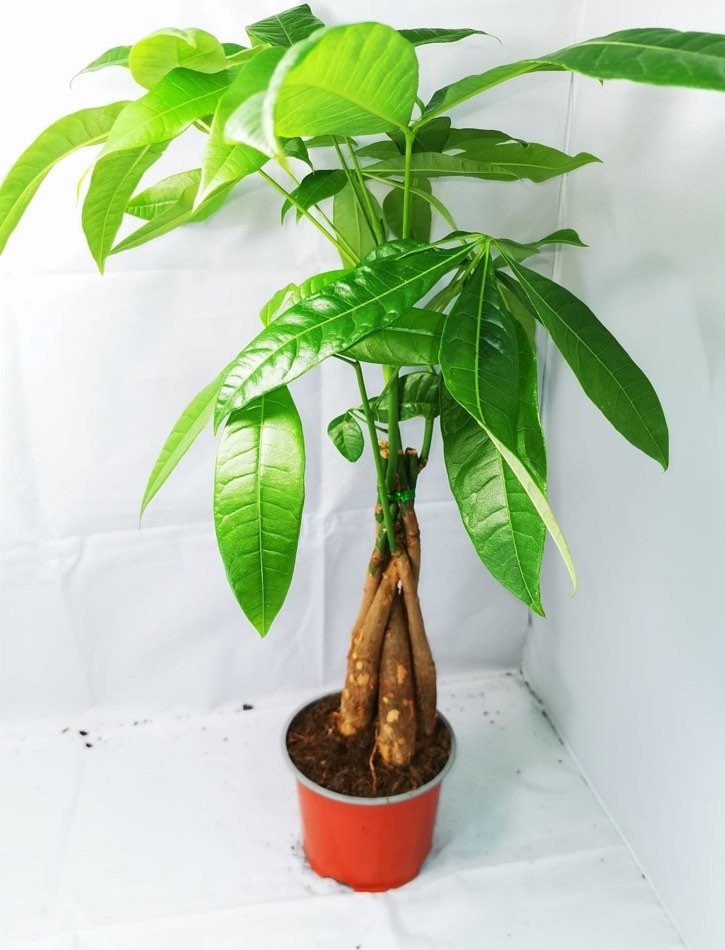 Money Tree Seeds - Etsy