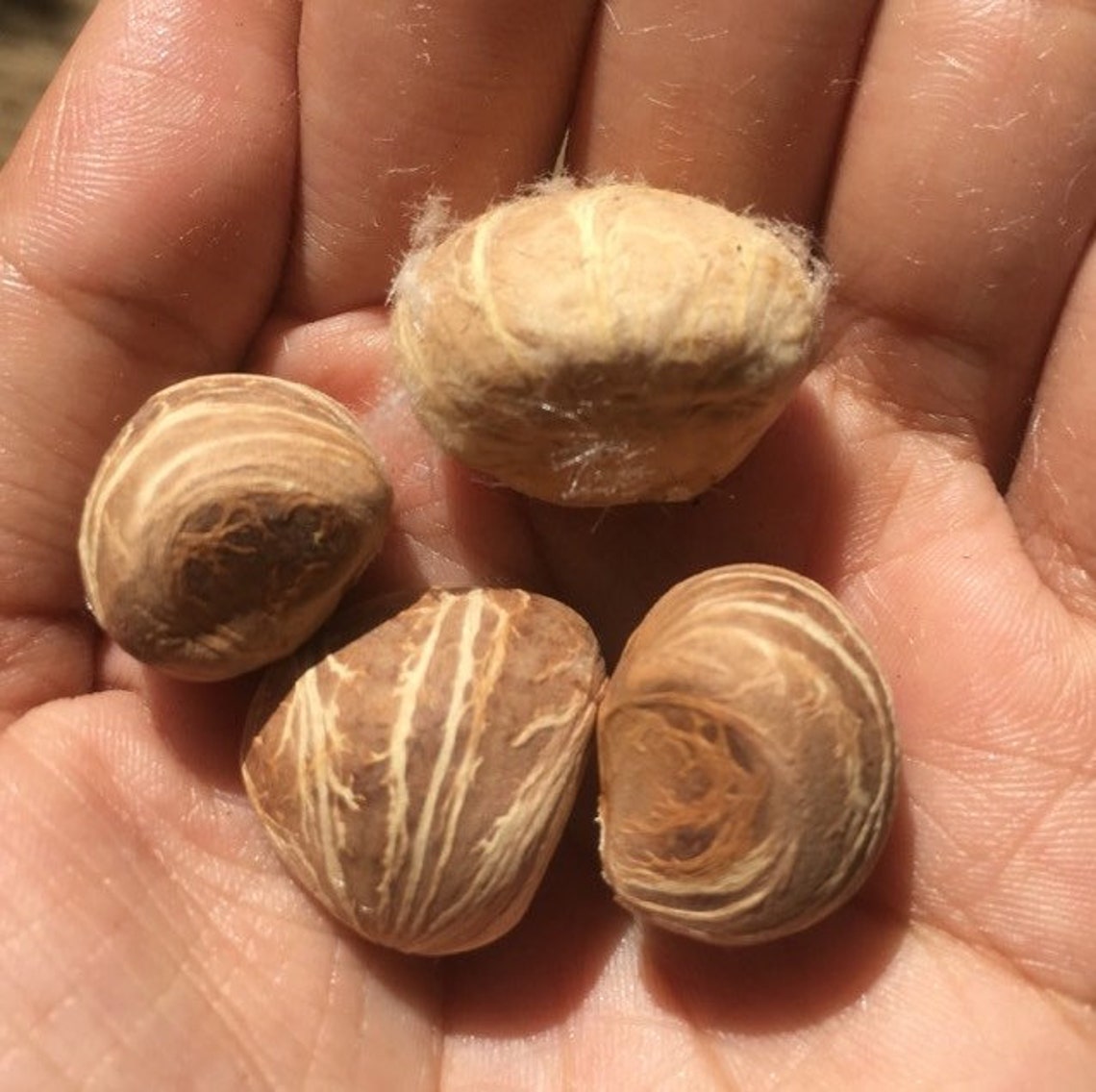 Money Tree Seeds - Etsy