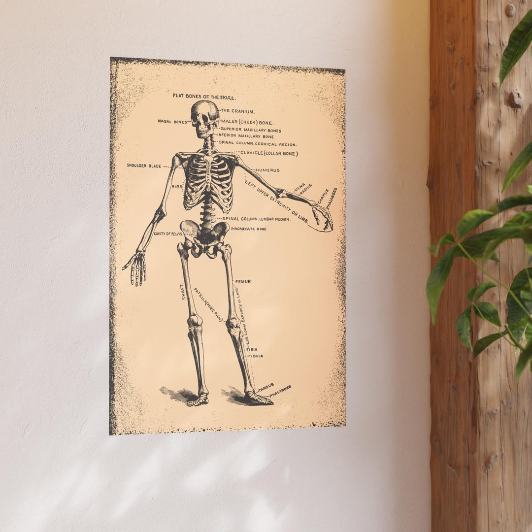 Skeletal Diagram Wall Hanging, Antique Scientific Poster, Halloween ...