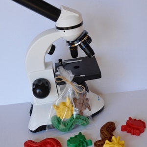 Chocolate Insect Favors (12), Chocolate Bugs, Chocolate Insects ...