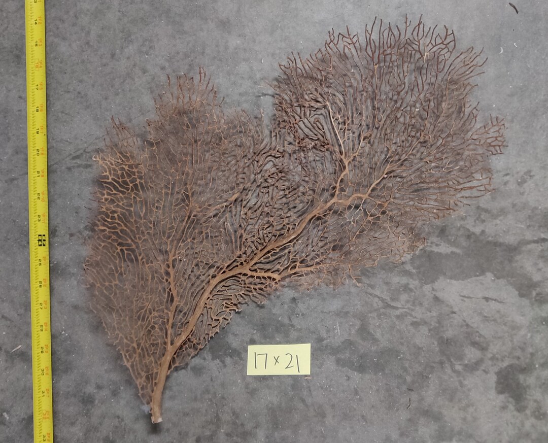 Sea Fan Natural Brown Coral One of a Kind 17x21 - Etsy UK