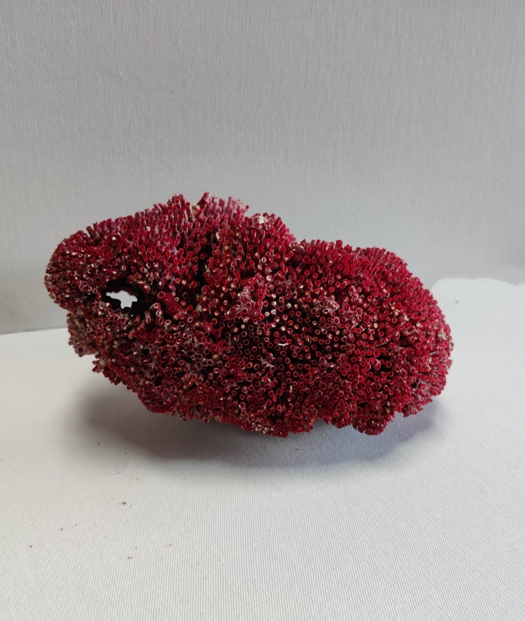 Natural Red Pipe Organ Coral 7x5 L - Etsy UK