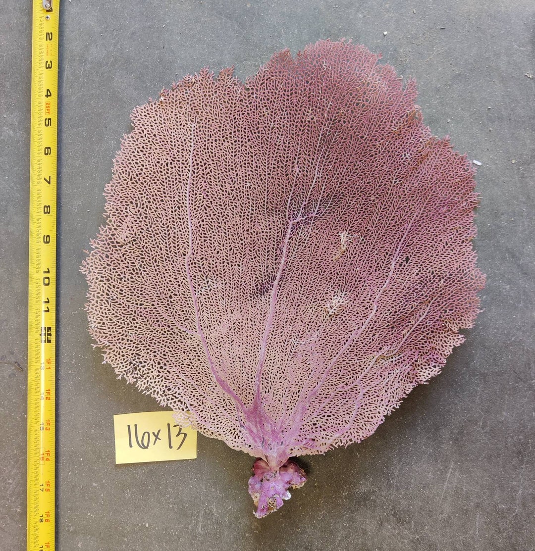 Sea Fan Natural Coral One of a Kind 16x13 C - Etsy