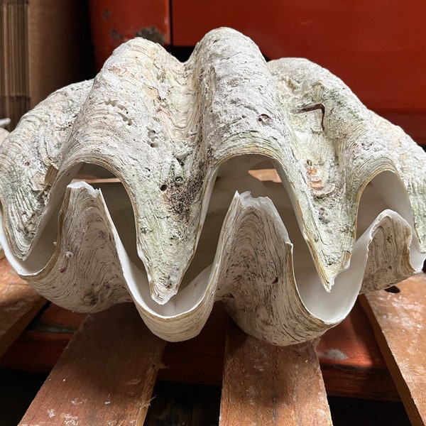 Giant Clam Shell - Etsy