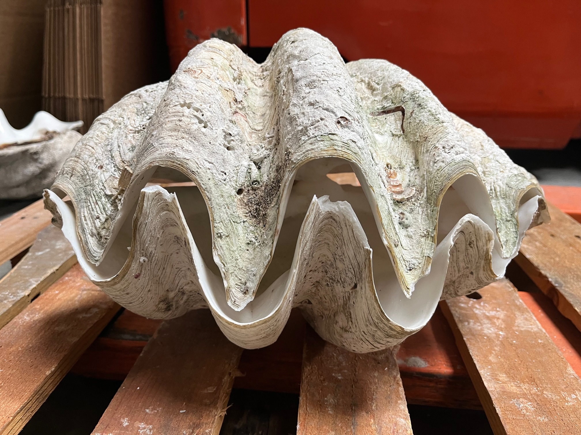 Giant Oyster Shell