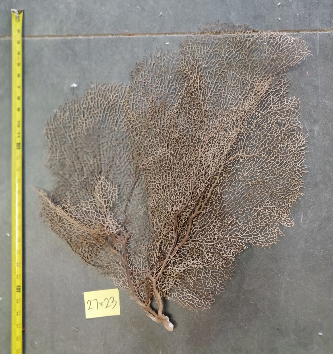 Sea Fan Natural Brown Coral One of a Kind 27x23 - Etsy UK