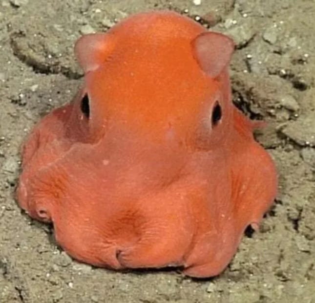 Tiny Pink Dumbo Octopus Plushie Soft Sculpture Amigurumi - Etsy