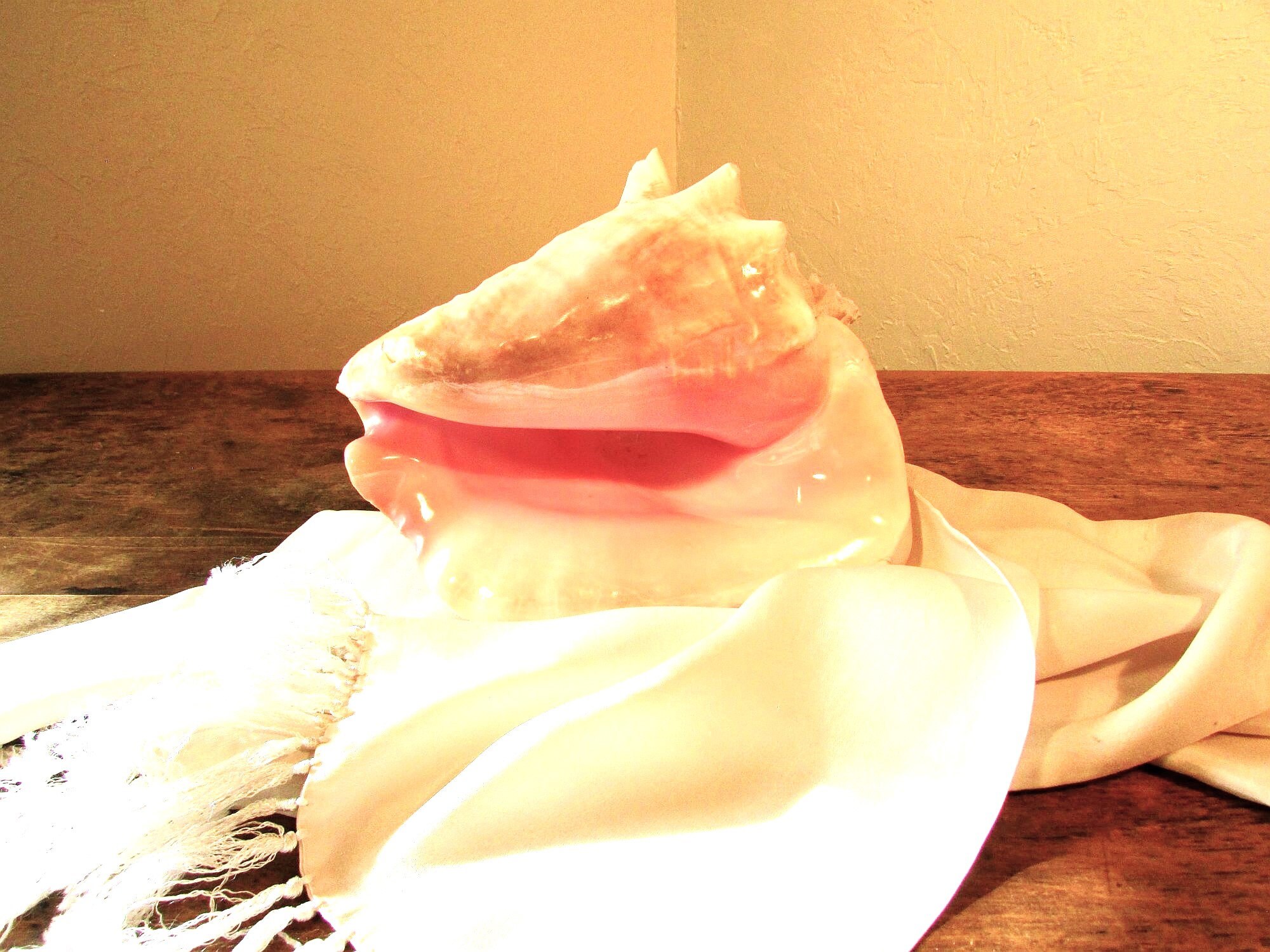 Large Queen Conch Shell, Vintage Sea Shell, Beach Décor - Etsy