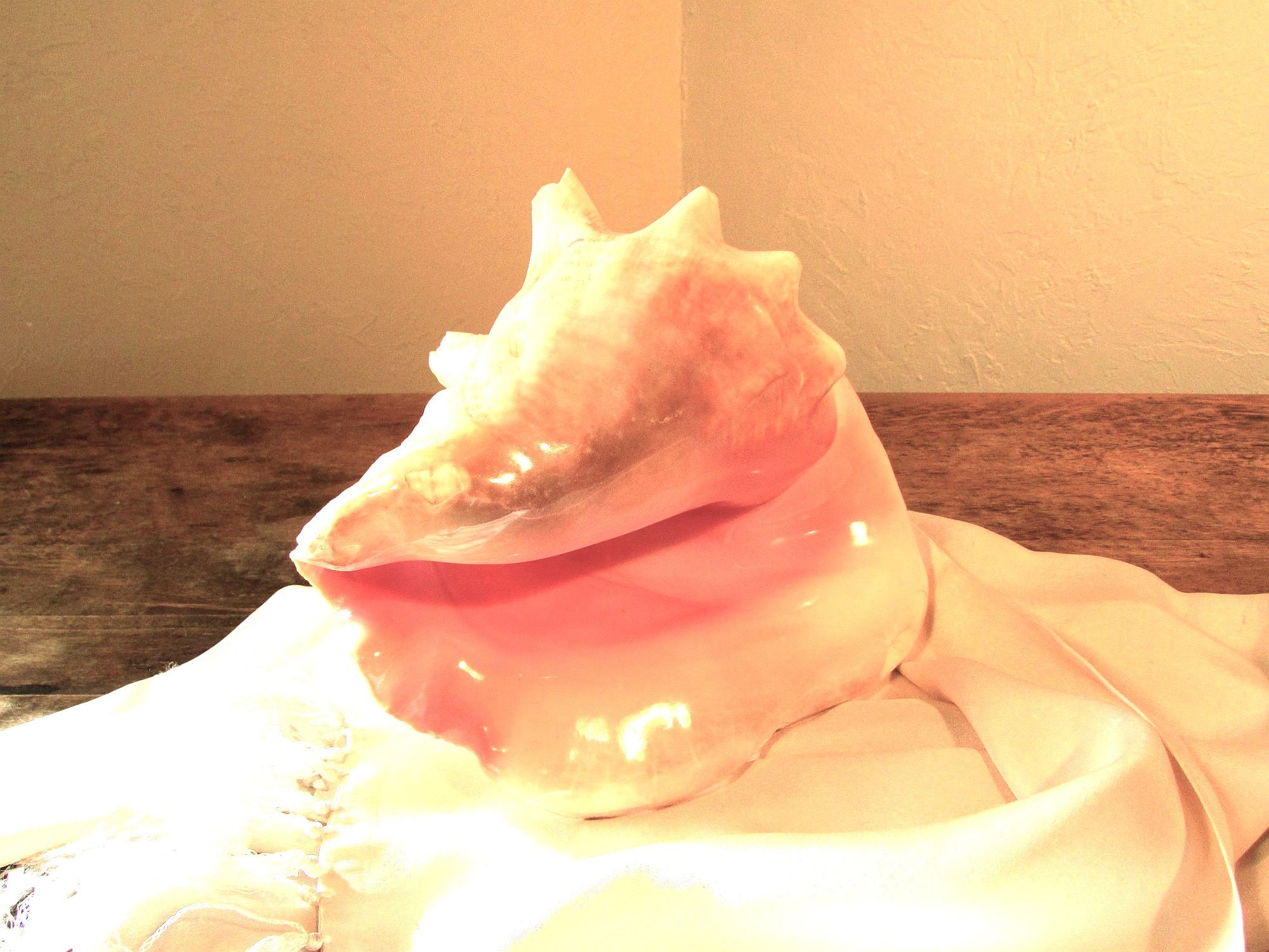 Large Queen Conch Shell, Vintage Sea Shell, Beach Décor - Etsy