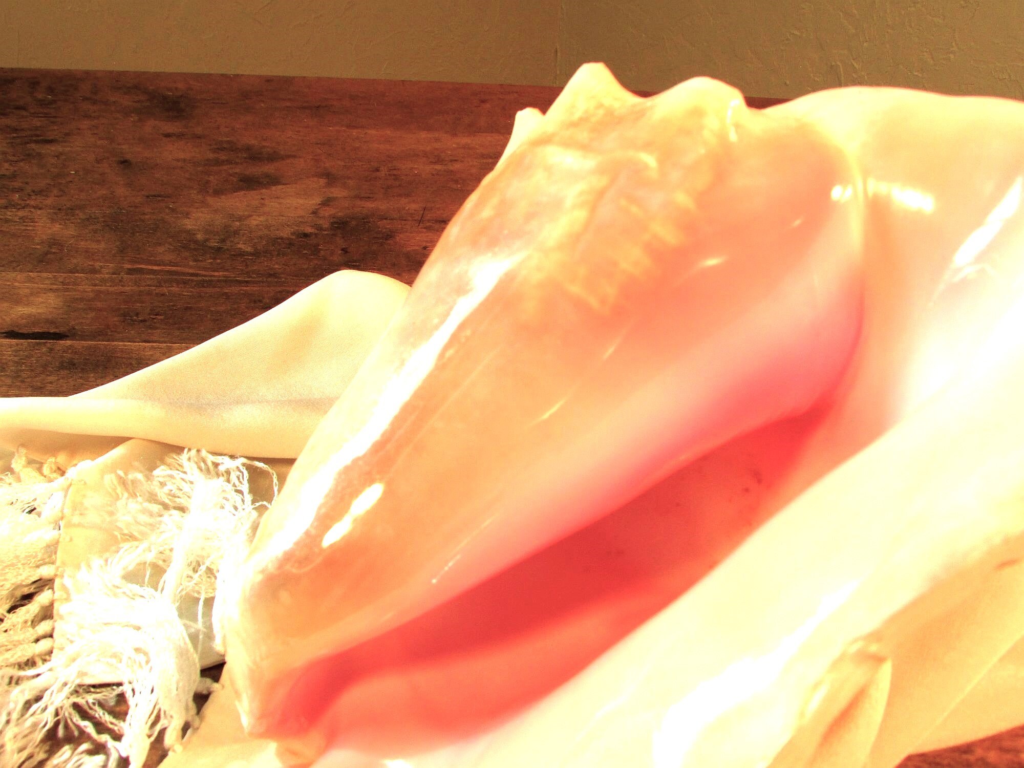 Large Queen Conch Shell, Vintage Sea Shell, Beach Décor - Etsy