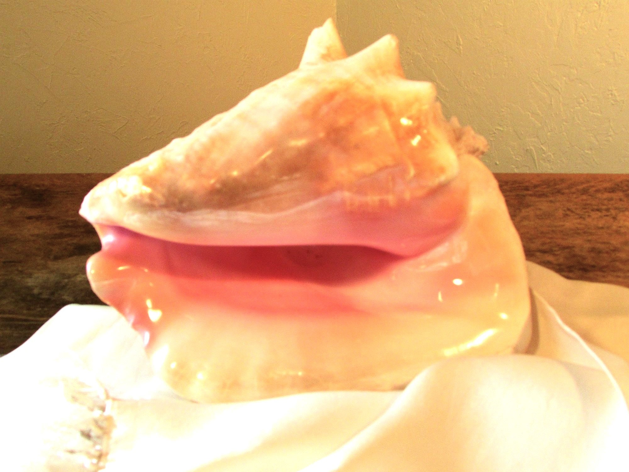 Large Queen Conch Shell, Vintage Sea Shell, Beach Décor - Etsy