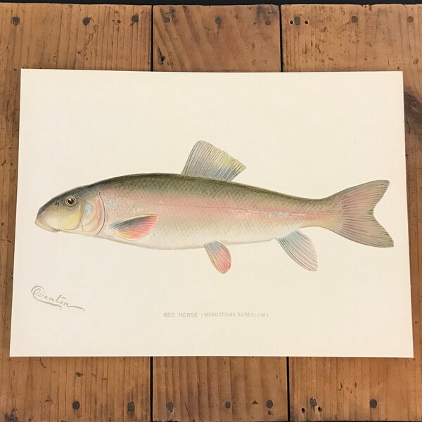 Antique Fish Print - Etsy