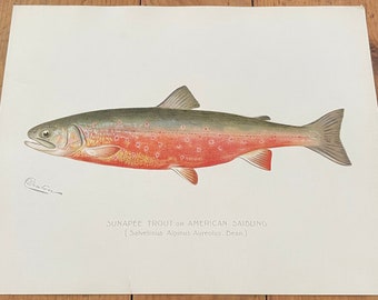 Original Denton Fish Print - Etsy