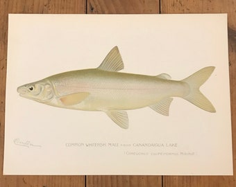 Original Denton Fish Print - Etsy