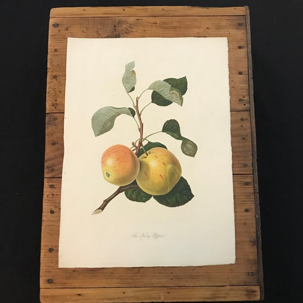 Hookers Fruit - Etsy