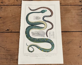 Boa Constrictor | Etsy