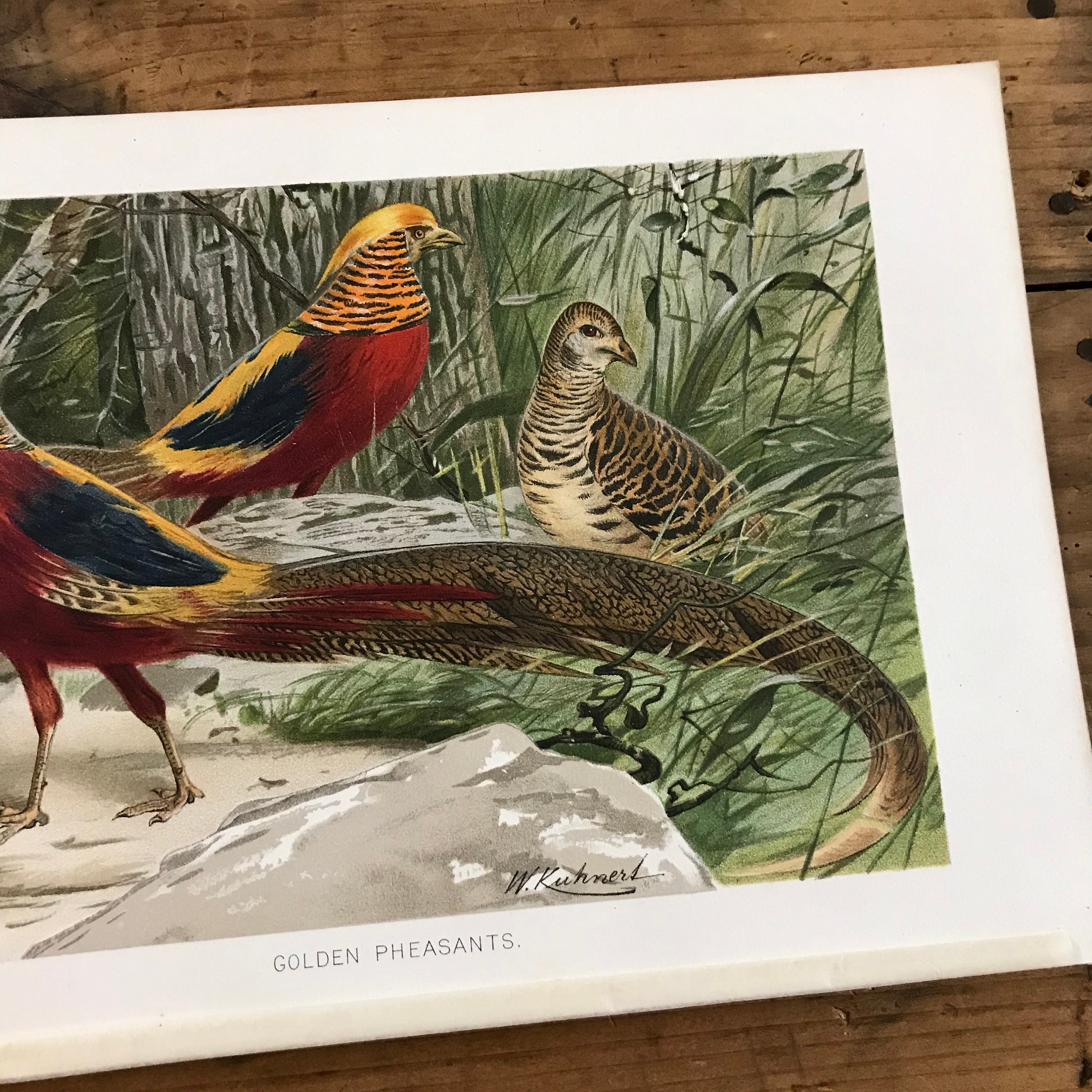 Peach Golden Pheasant