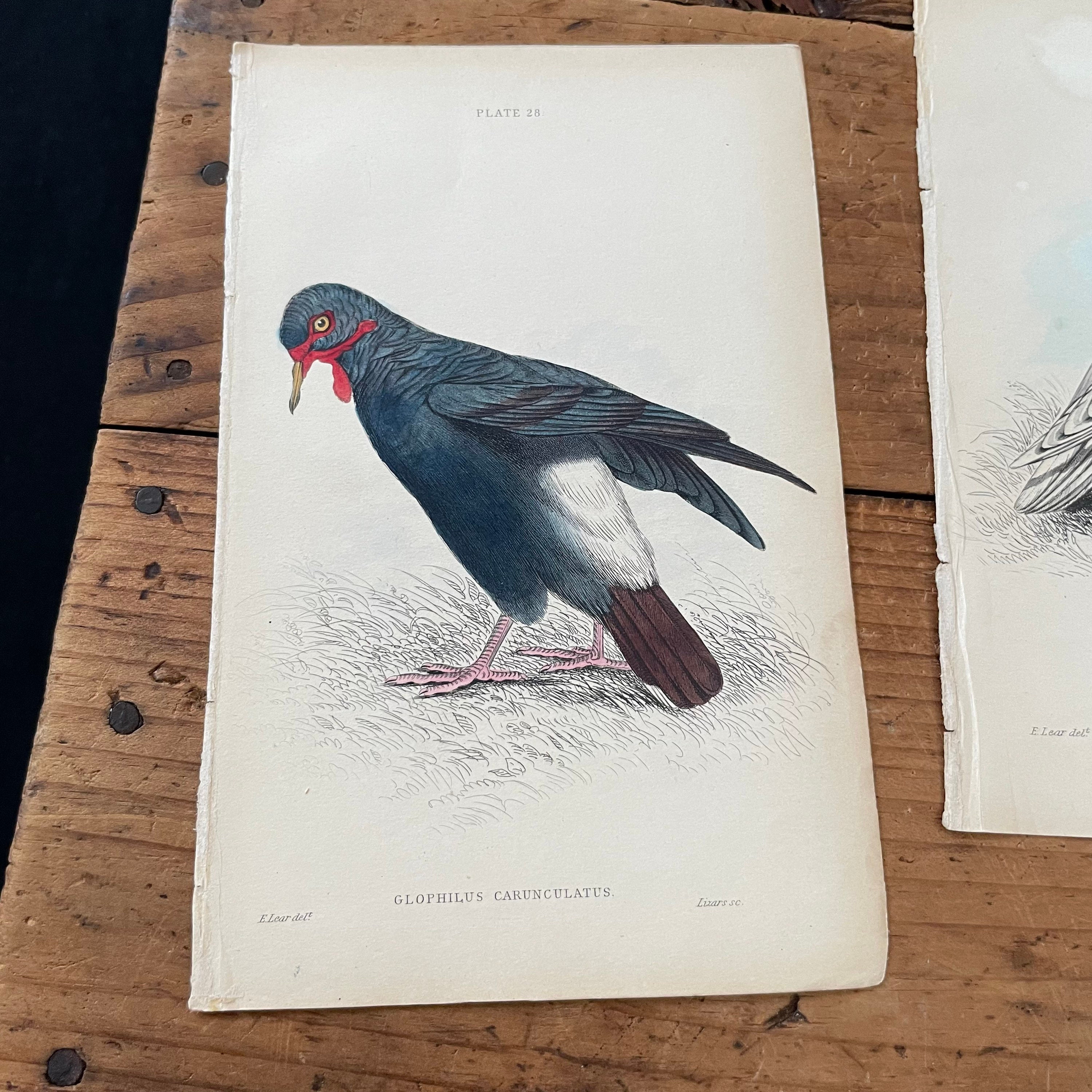 Pen & Ink Art & Collectibles Drawing & Illustration Bird home decor 4x6 ...