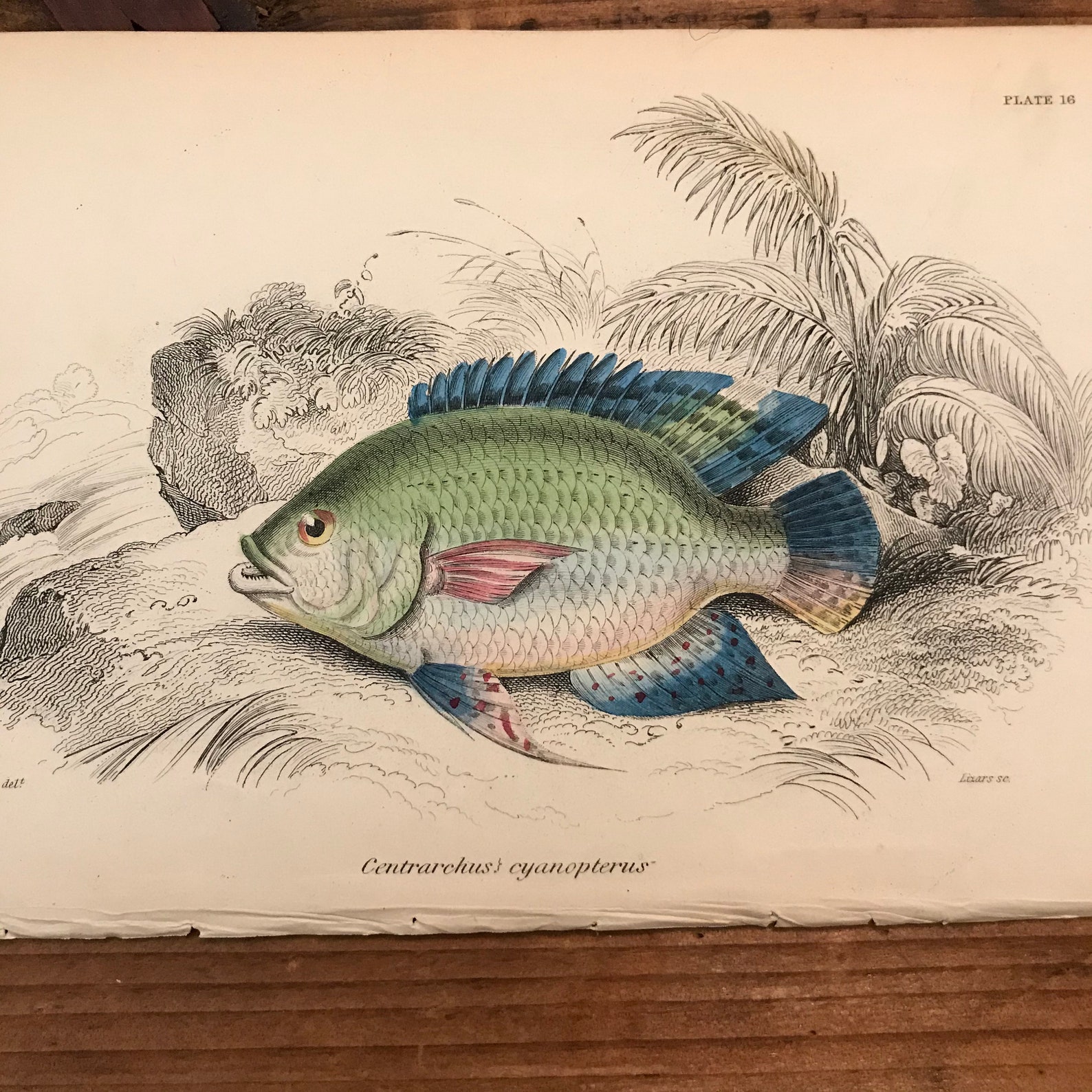 Flier Fish Original Hand Colored Antique Print 1843 | Etsy