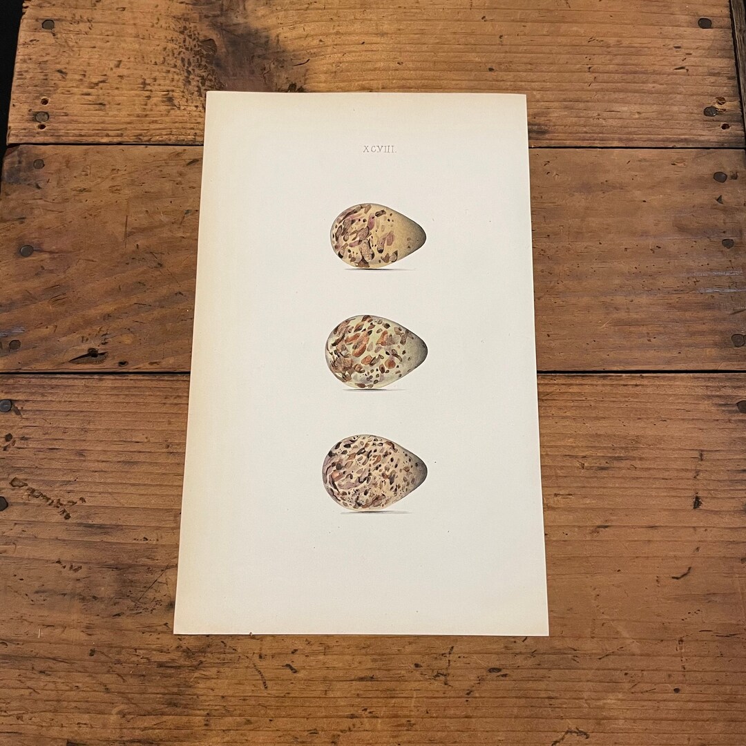 Common Snipe Eggs Original 1856 Hand-painted Lithograph - Etsy