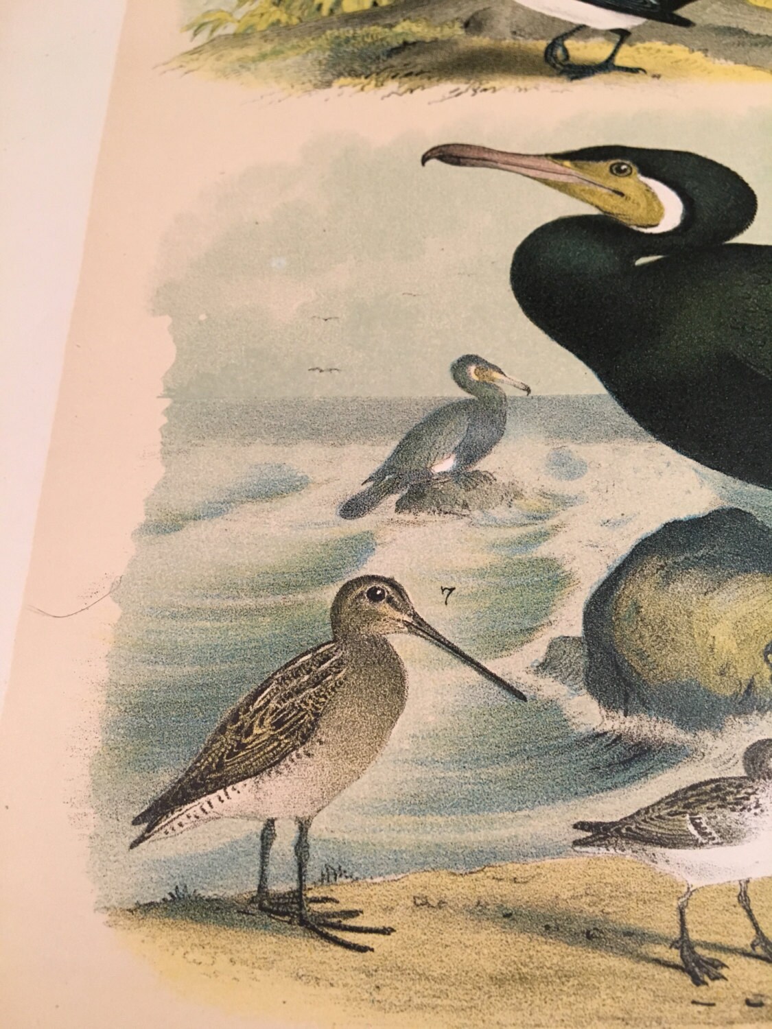 Gray Snipe and Hummingbirds Antique Print Original 1881 Color | Etsy