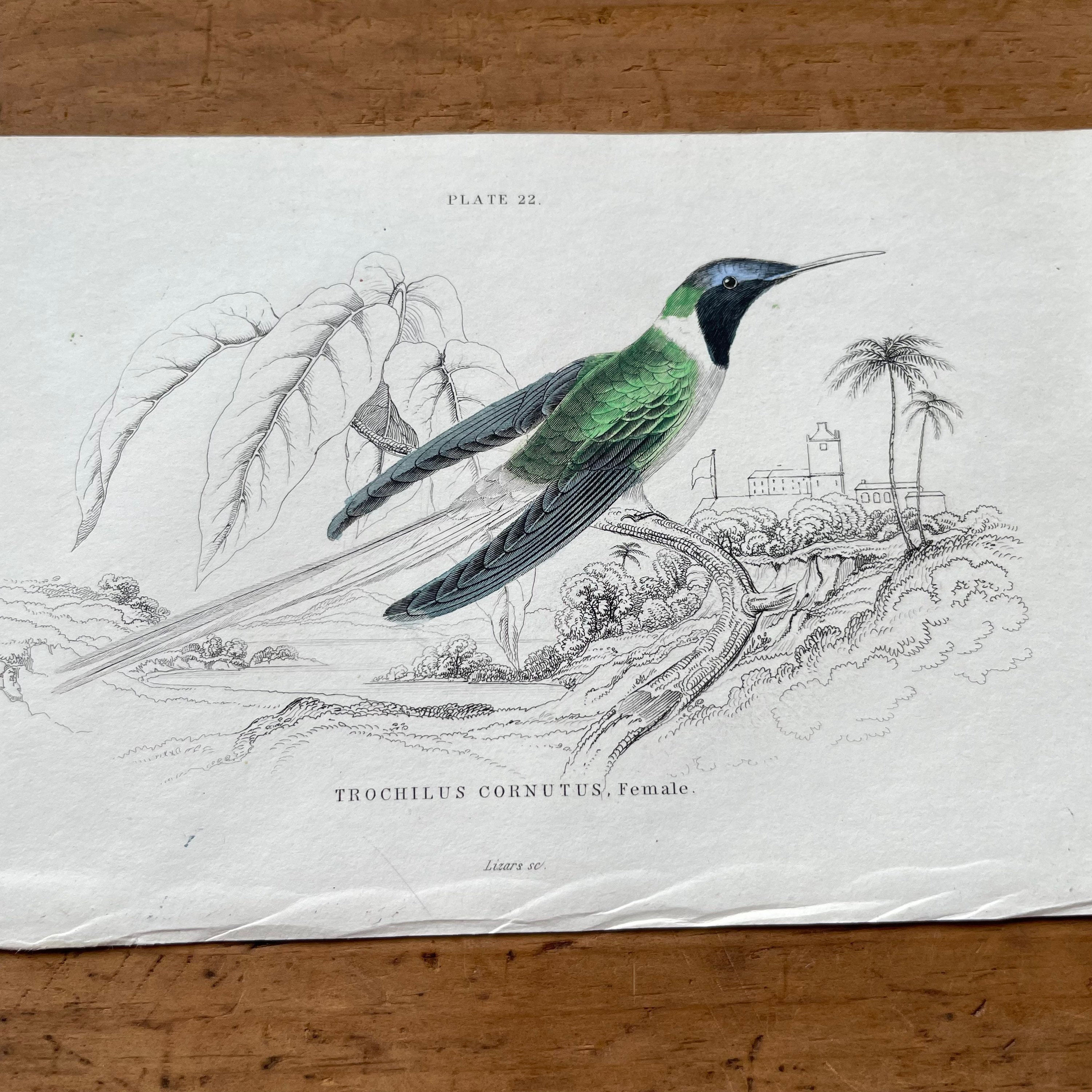 Etchings & Engravings Art & Collectibles Jardine 1835 Antique Original ...