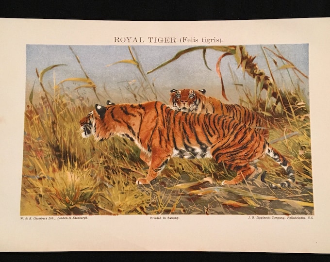 Royal Tiger Original Vintage Print Antique Color - Etsy