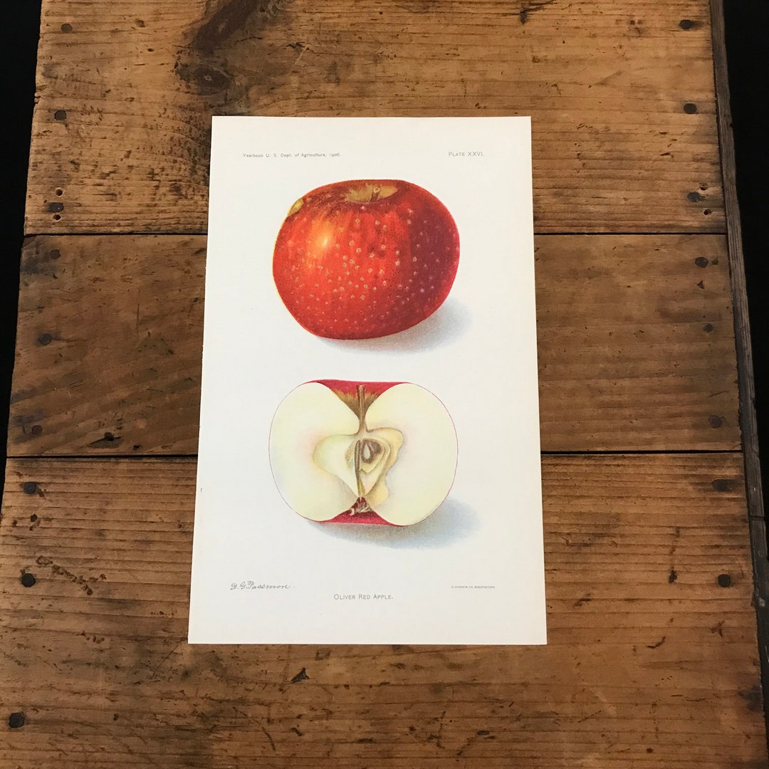 Oliver Red Apple, Antique 1906 USDA Fruit Print, Vintage Kitchen Art - Etsy