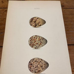 Common Snipe Eggs Original 1856 Hand-painted Lithograph - Etsy
