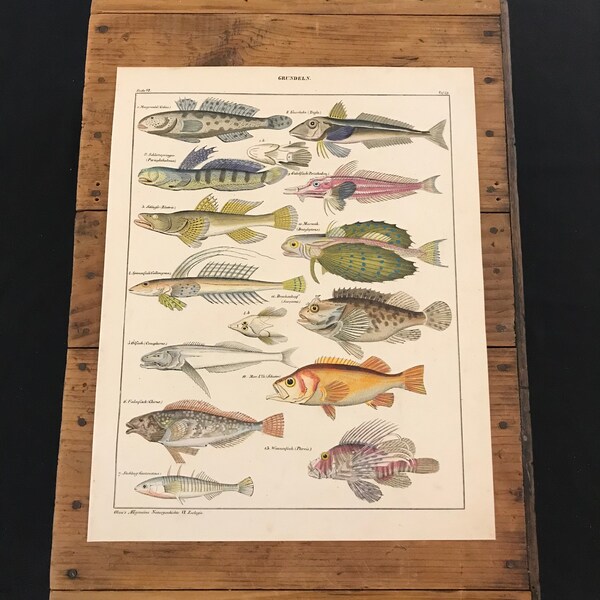 Antique Fish Print - Etsy