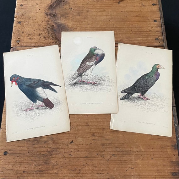 Etchings & Engravings Art & Collectibles Jardine 1835 Antique Original ...