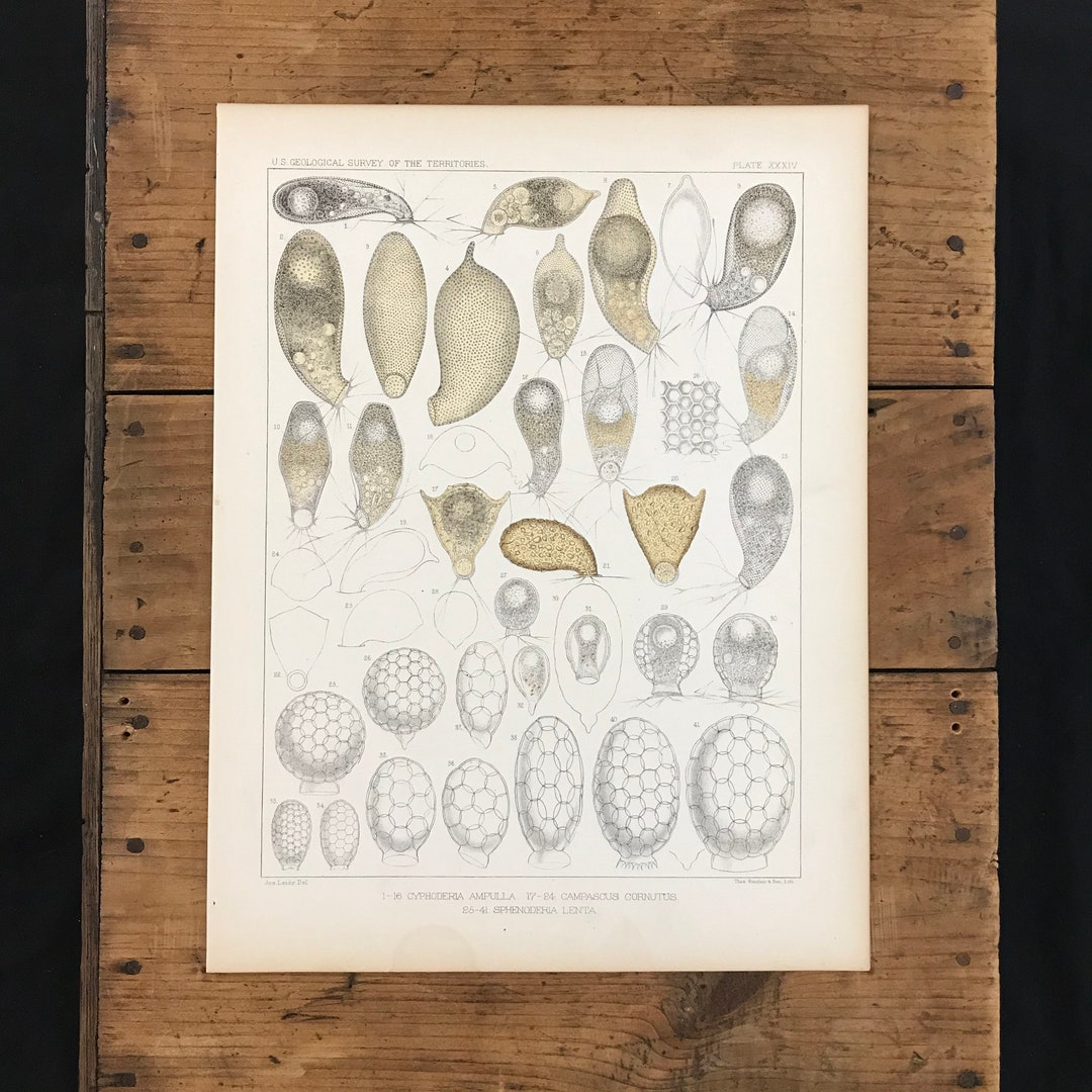 1879 Amoeba Print Plate XXXIV: Cyphoderia Ampulla Original - Etsy