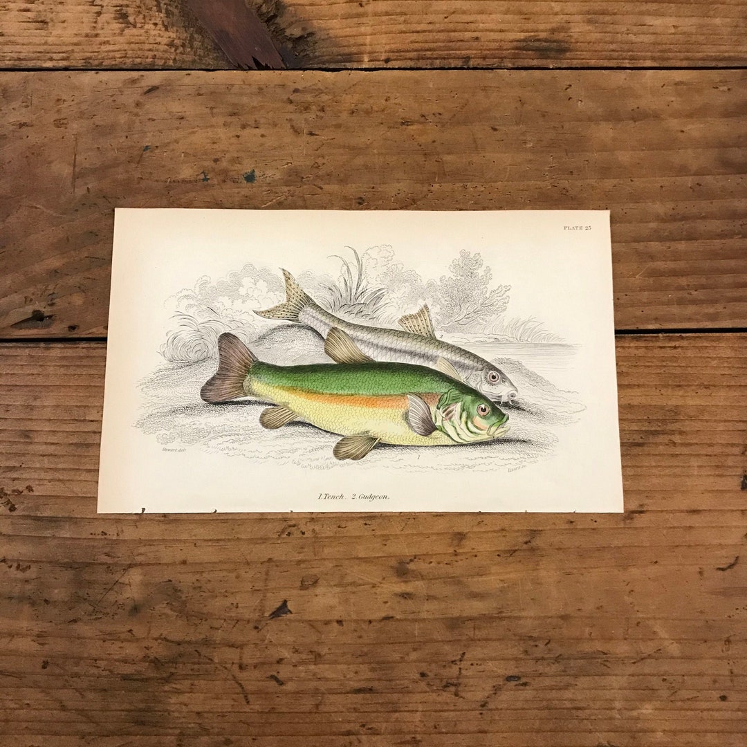 Green Tench Fish Original Hand Colored Antique Print 1843 - Etsy UK