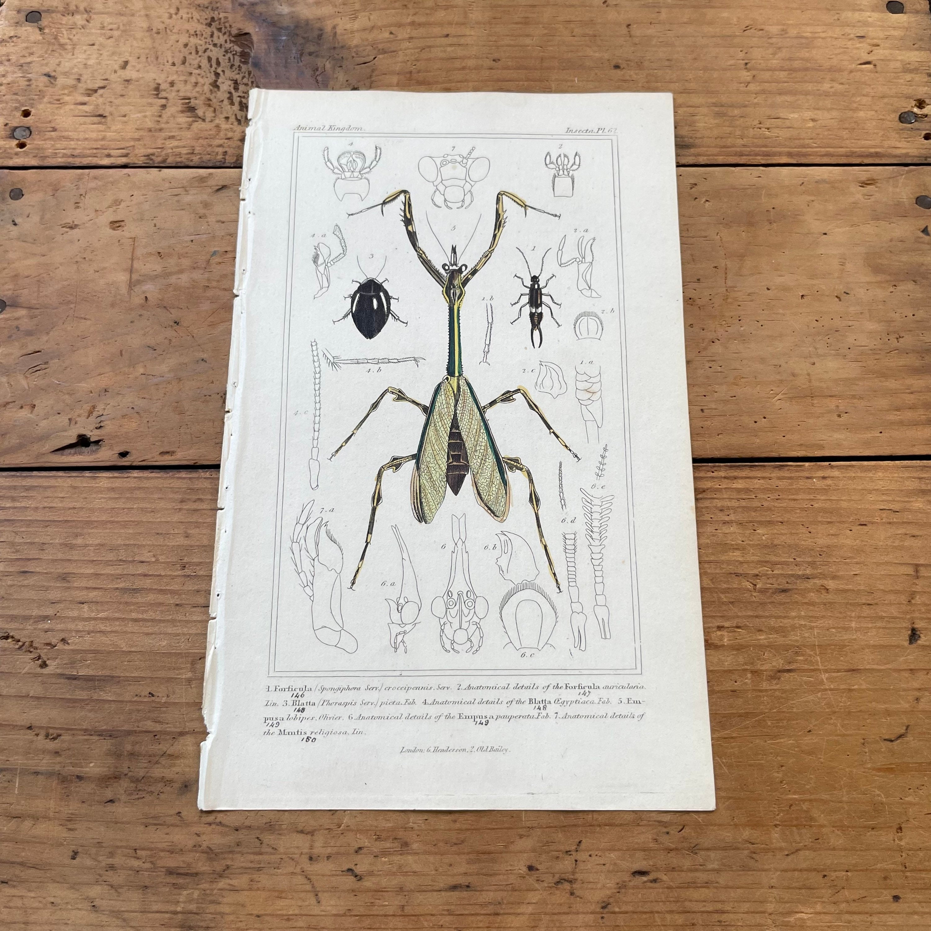 Prints Art & Collectibles Leaf-Insect Cockroach Mantis Lantern Fly ...