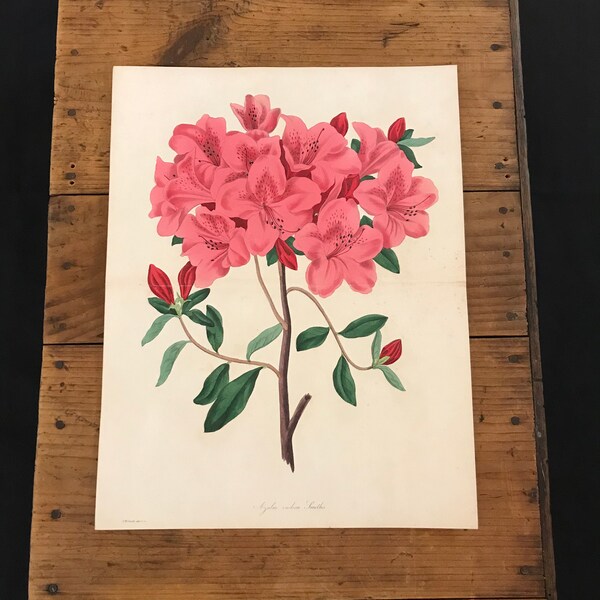 Azalea Print - Etsy