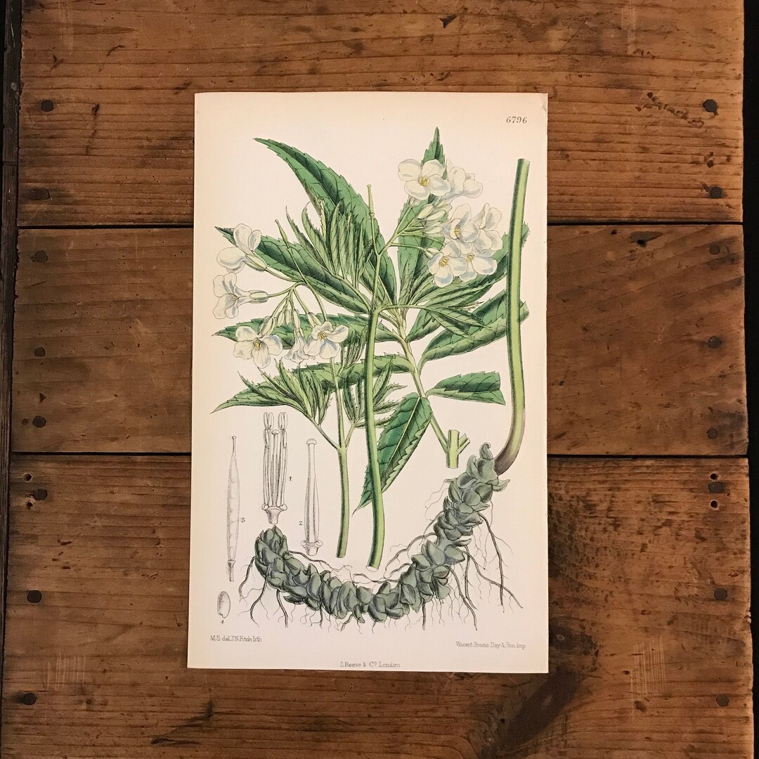 White Toothwort Flower Hand Colored Antique Print Original - Etsy