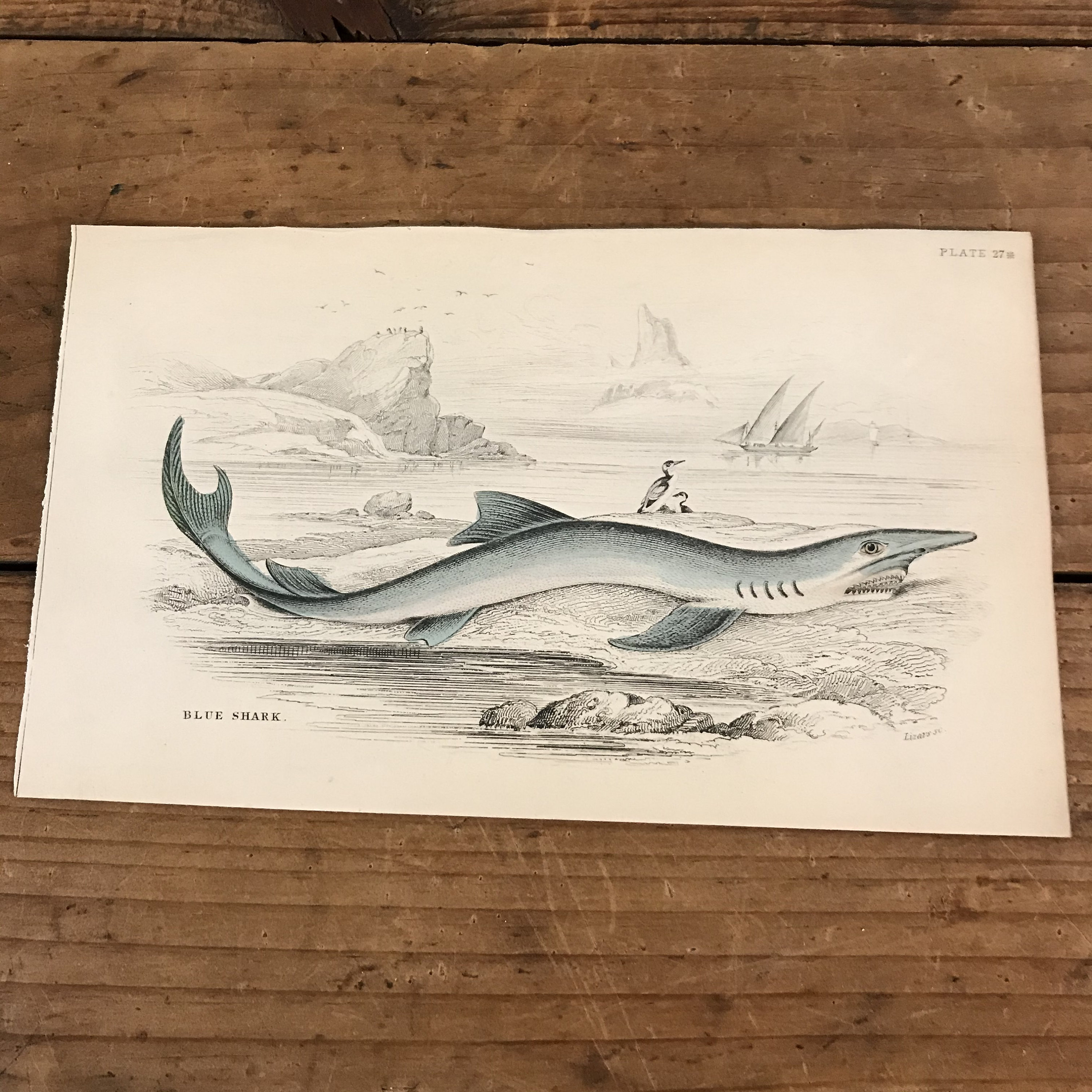 Crazy Looking Shark Drawing
