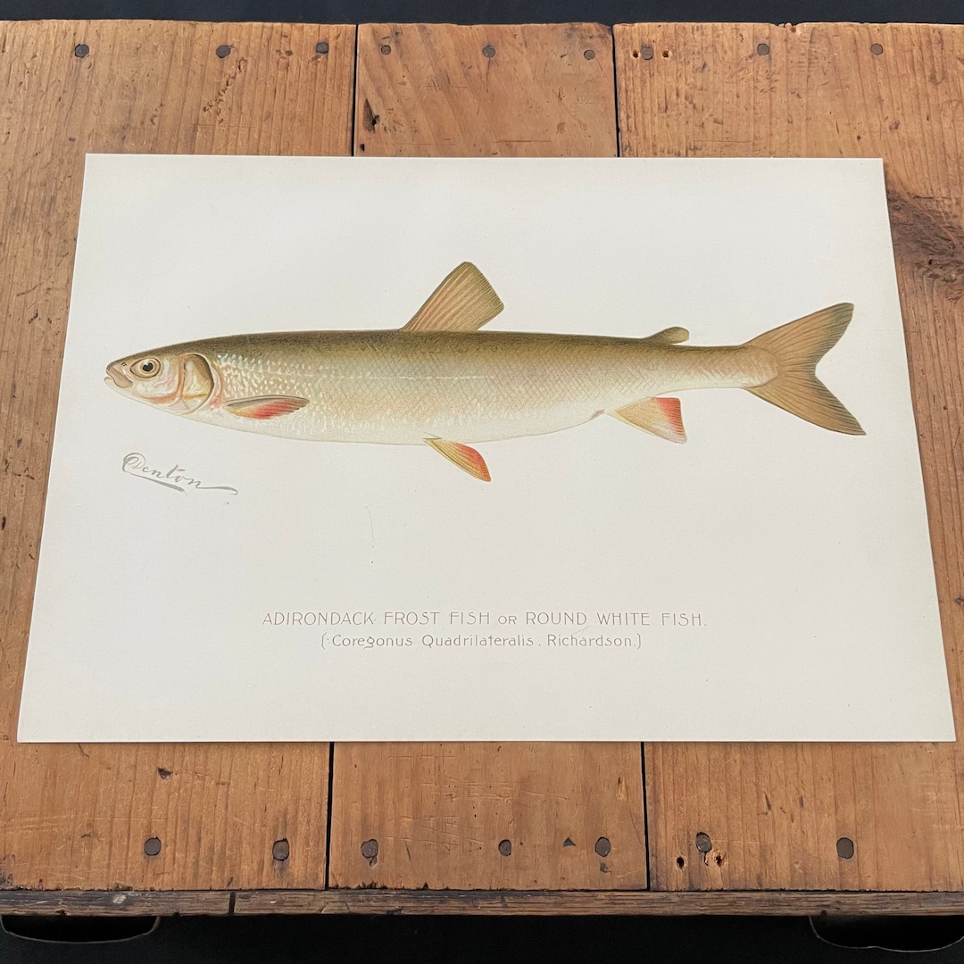 Adirondack Frost Fish 1898 Lithograph, Original Antique Fish Print by ...