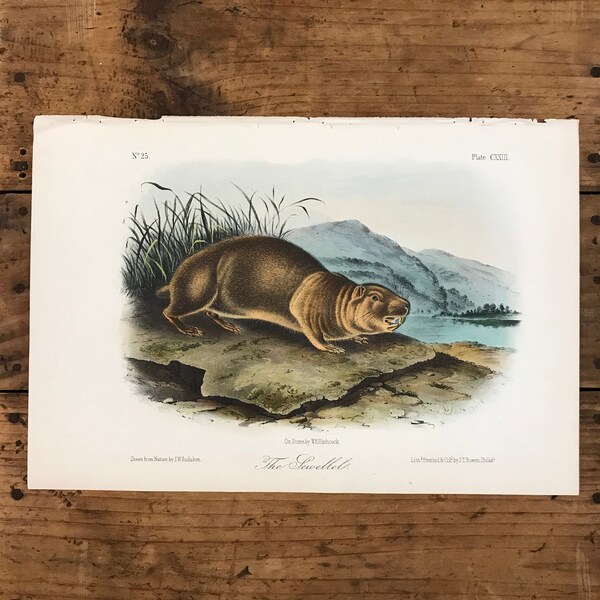 Lithograph Plate - Etsy