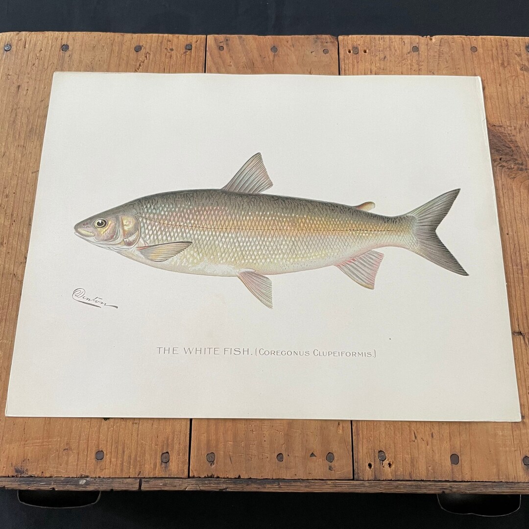 White Fish, 1901 Lithograph by Denton, Original Antique Fish Print - Etsy