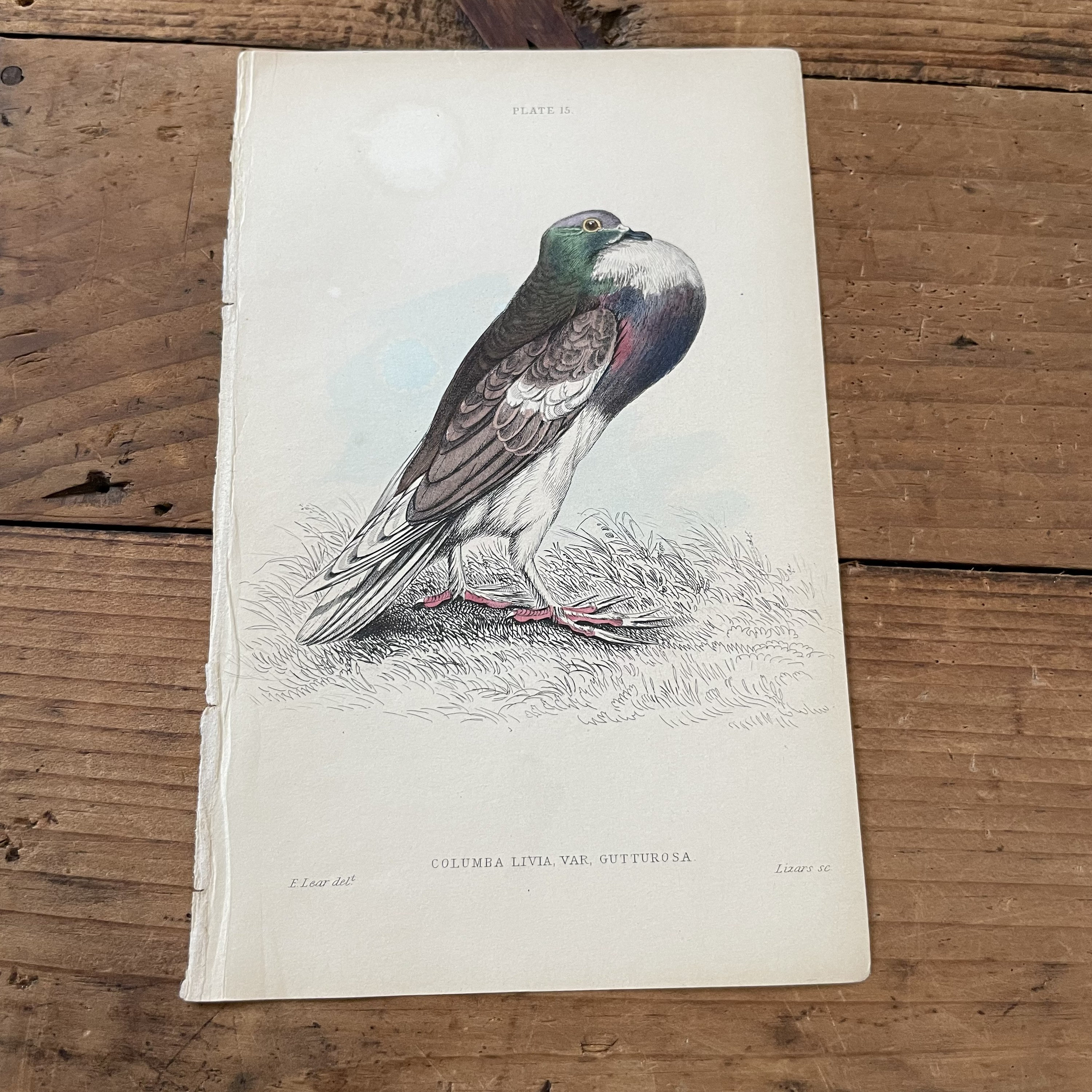 Pen & Ink Art & Collectibles Drawing & Illustration Bird home decor 4x6 ...