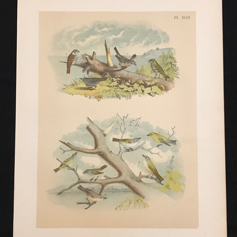 Sparrows and Finches 1888 Antique Bird Print Original Color | Etsy